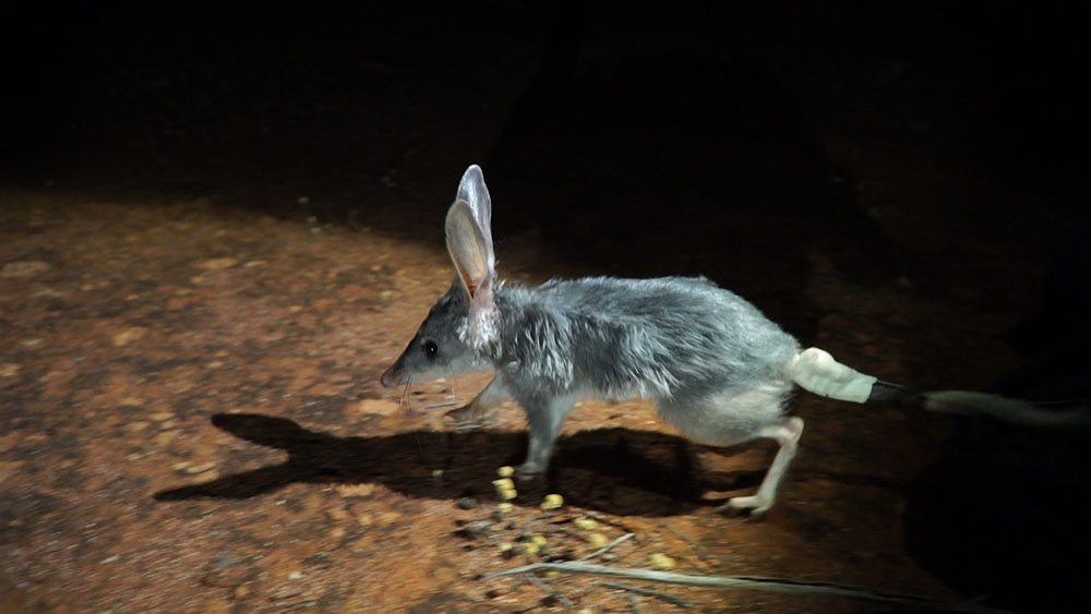 Success Story: The Greater Bilby Makes A Comeback - Animal Talk